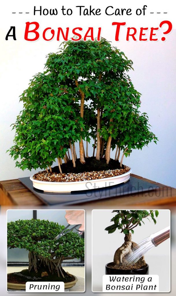 How to Take Care of a Bonsai Tree With Necessary Steps?