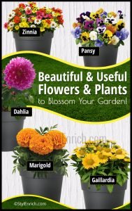 Useful Plants For Home and To Blossom Your Garden!